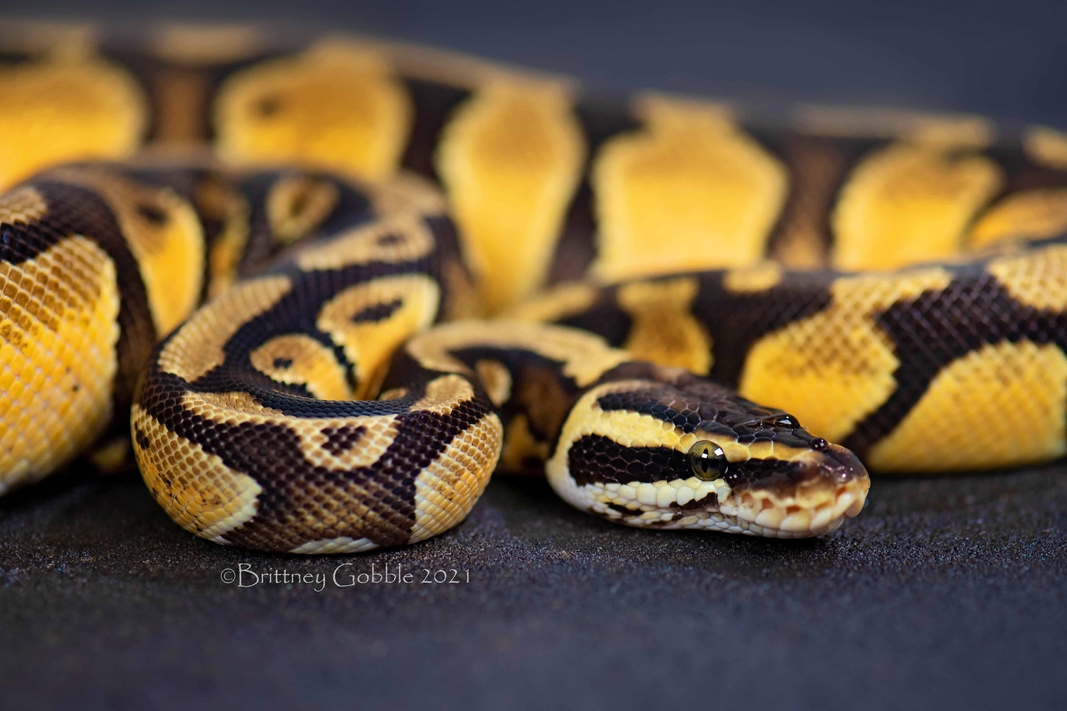 NR Mandarin Enchi Fire BP201216M2 Ball Python by Gobble’s Reptiles ...