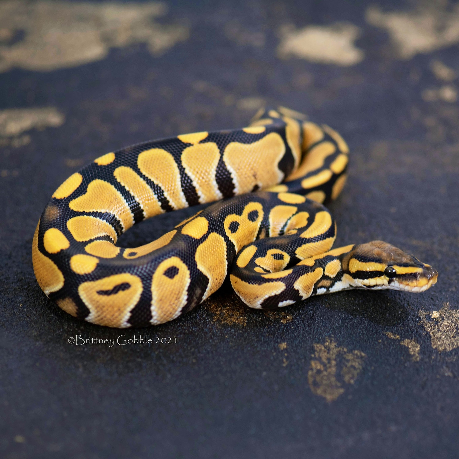 Enhancer 66% G-stripe BP210815F2 Ball Python by Gobble’s Reptiles ...