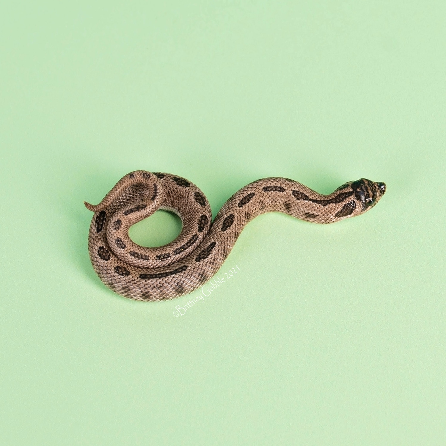 Anaconda Super Arctic Het Albino Ph Lavender HN210729M3 Western Hognose by Gobble’s Reptiles ...