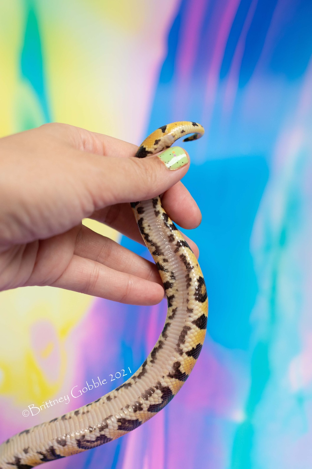 Trident Pastel Het Clown BP210908M2 Ball Python by Gobble’s Reptiles ...