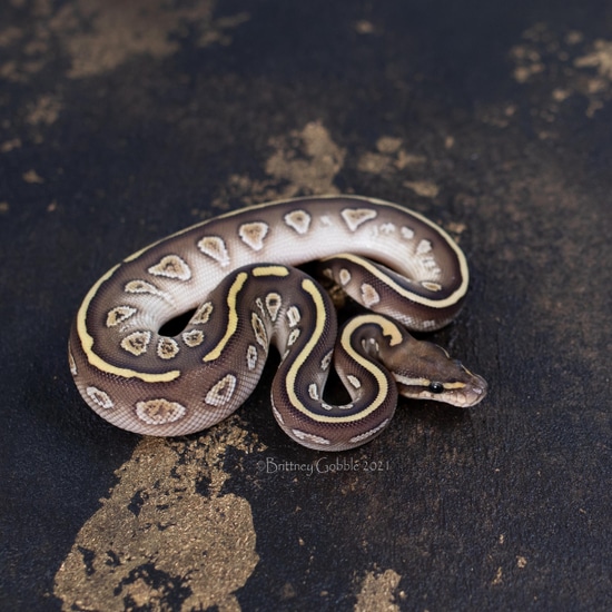 Stranger Butter Het Clown BP211003M2 Ball Python by Gobble’s Reptiles