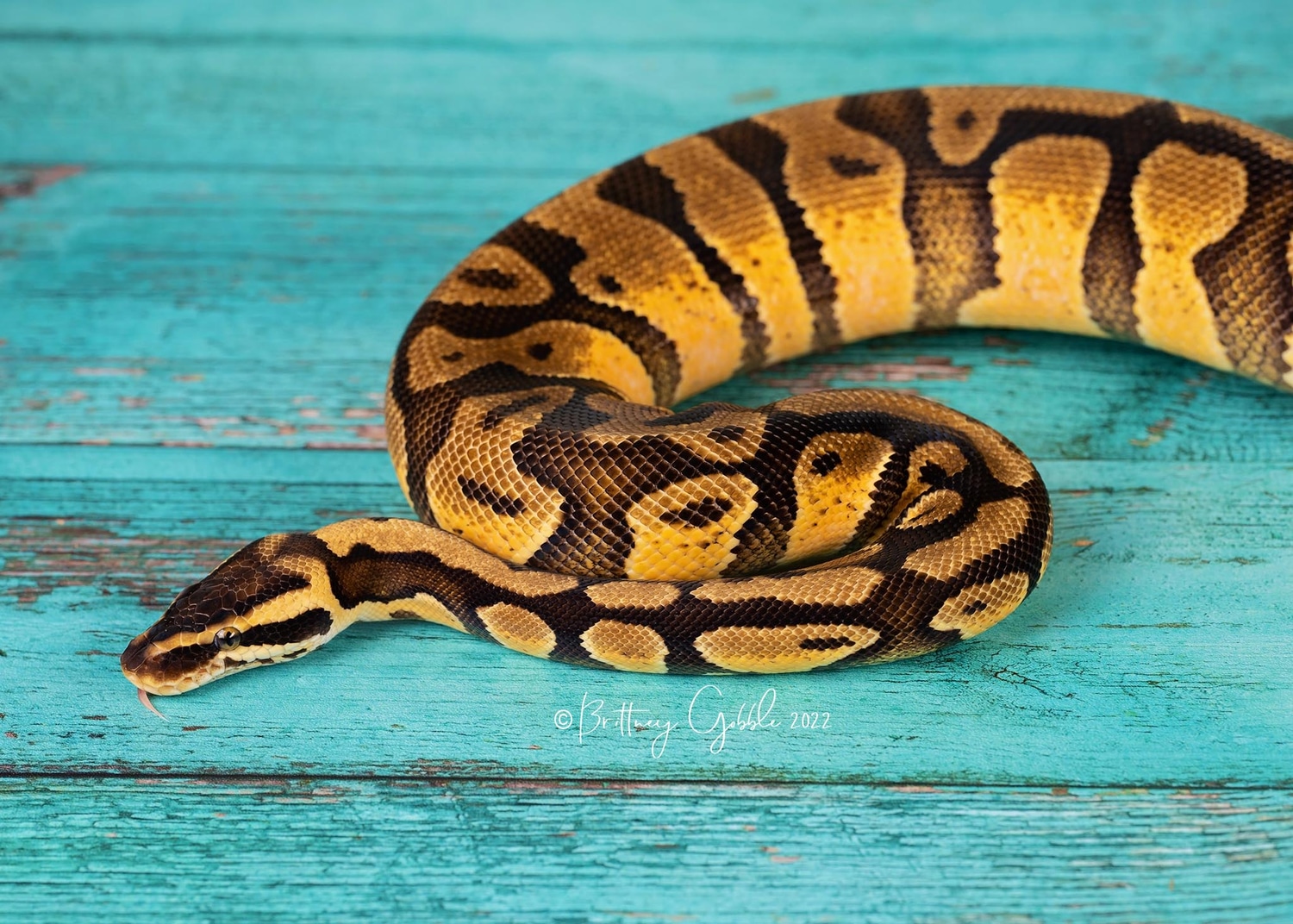 NR Mandarin Enchi Fire BP201216M2 Ball Python by Gobble’s Reptiles ...