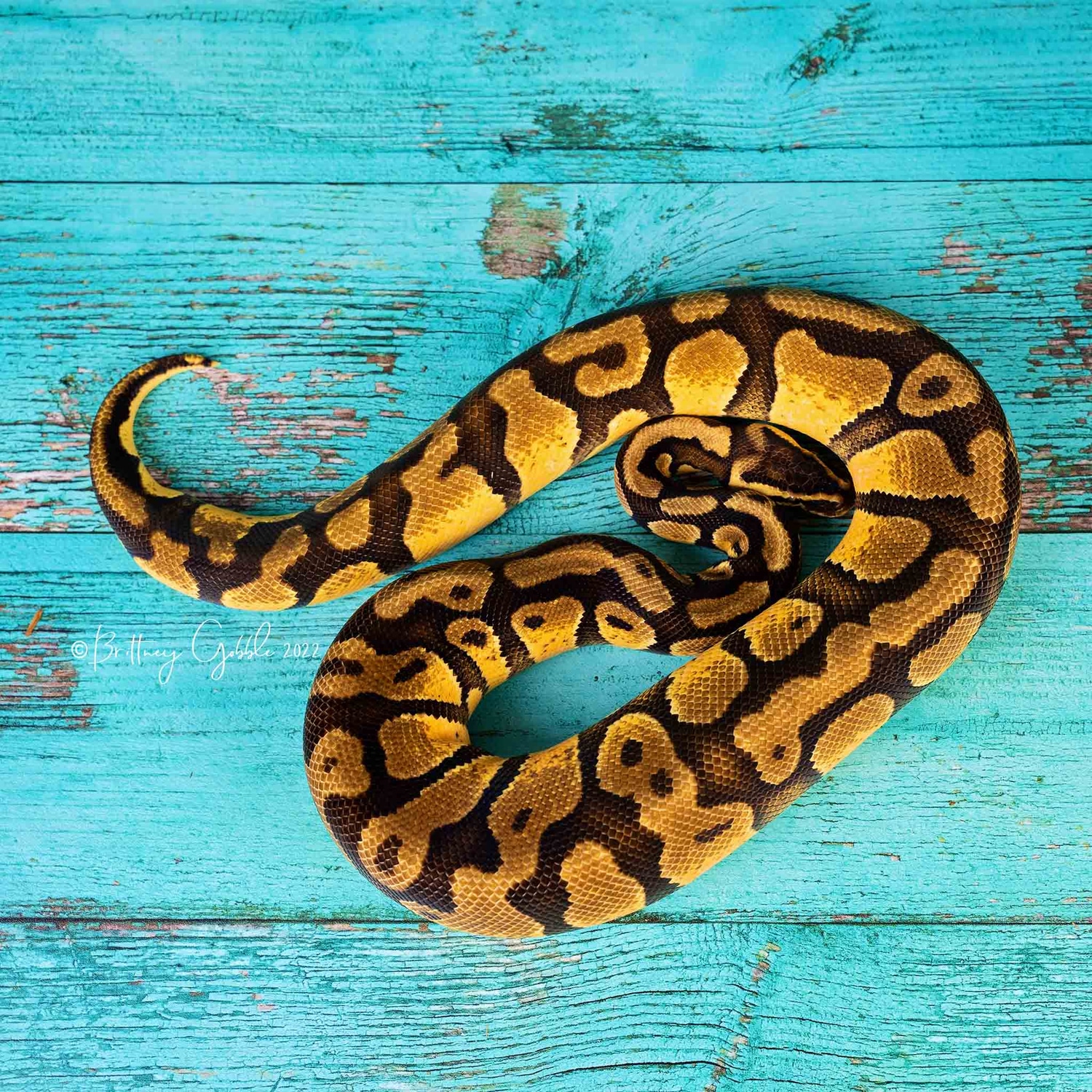 NR Mandarin Enchi Fire BP201216M2 Ball Python by Gobble’s Reptiles ...