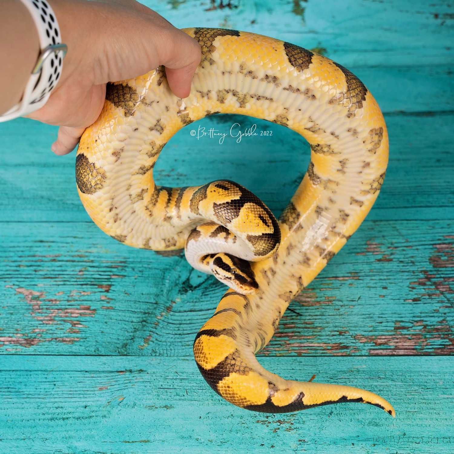 NR Mandarin Enchi Fire BP201216M2 Ball Python by Gobble’s Reptiles ...