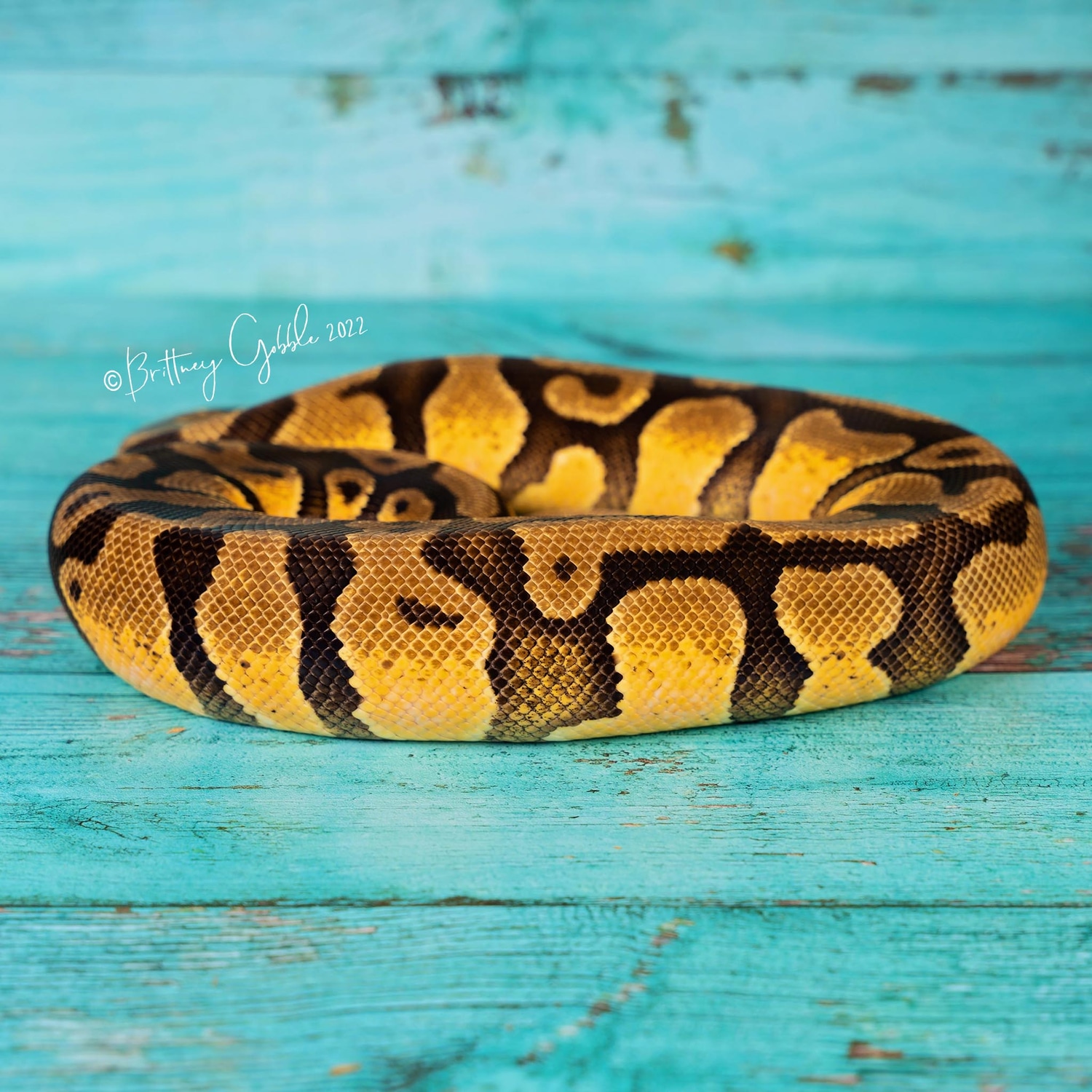 NR Mandarin Enchi Fire BP201216M2 Ball Python by Gobble’s Reptiles ...