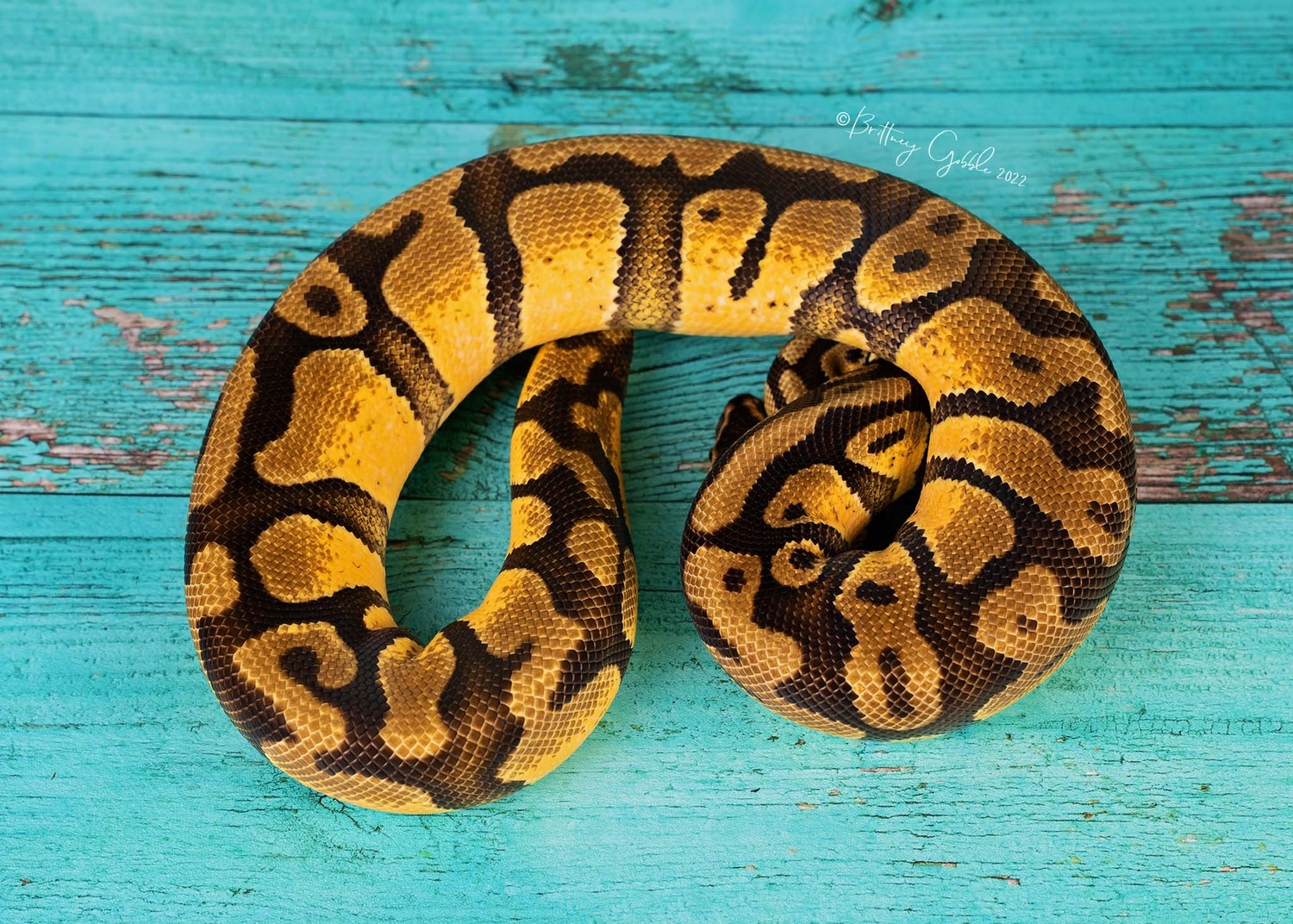 NR Mandarin Enchi Fire BP201216M2 Ball Python by Gobble’s Reptiles ...