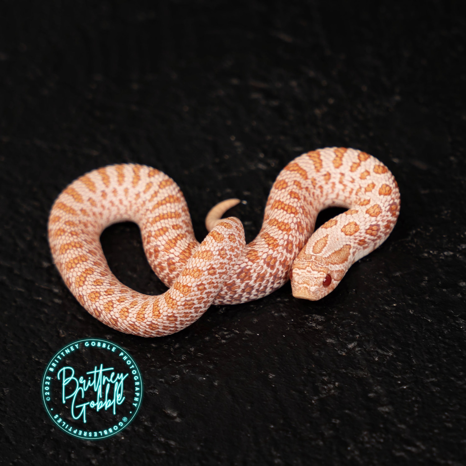 Arctic Albino Het Axanthic HN220627F3 Western Hognose by Gobble’s ...