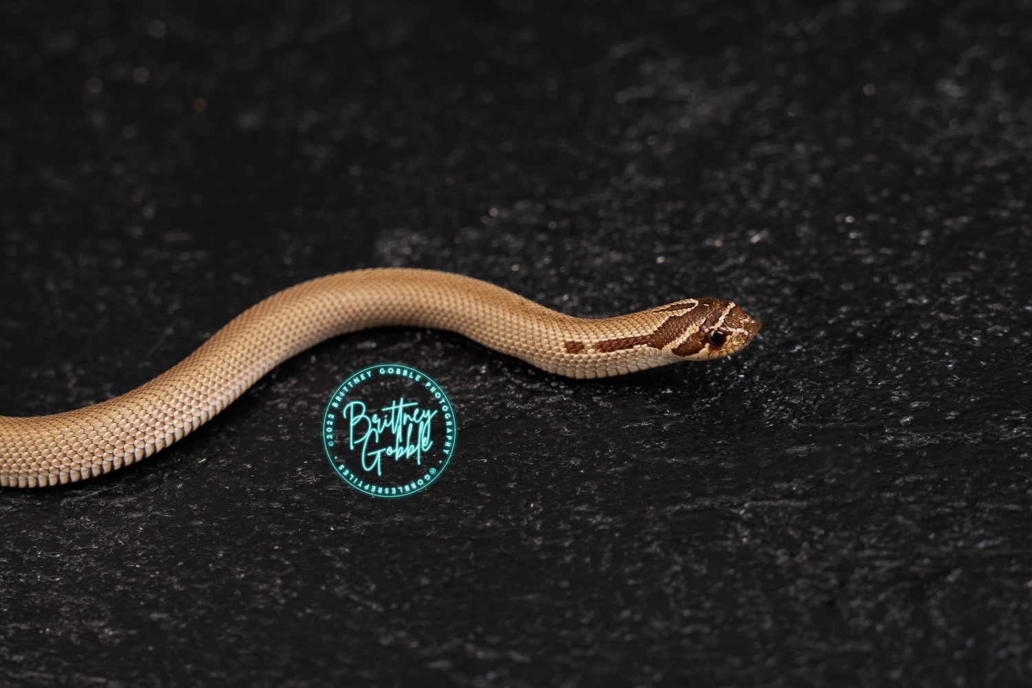 Super Anaconda Het Snow(Super Yeti) DH Axanthic/Albino HN220627F11 ...