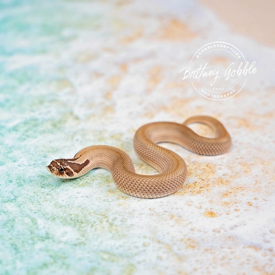 SuperConda Het Snow(Het Axanthic/Het Albino) HN220627M7 Western Hognose ...