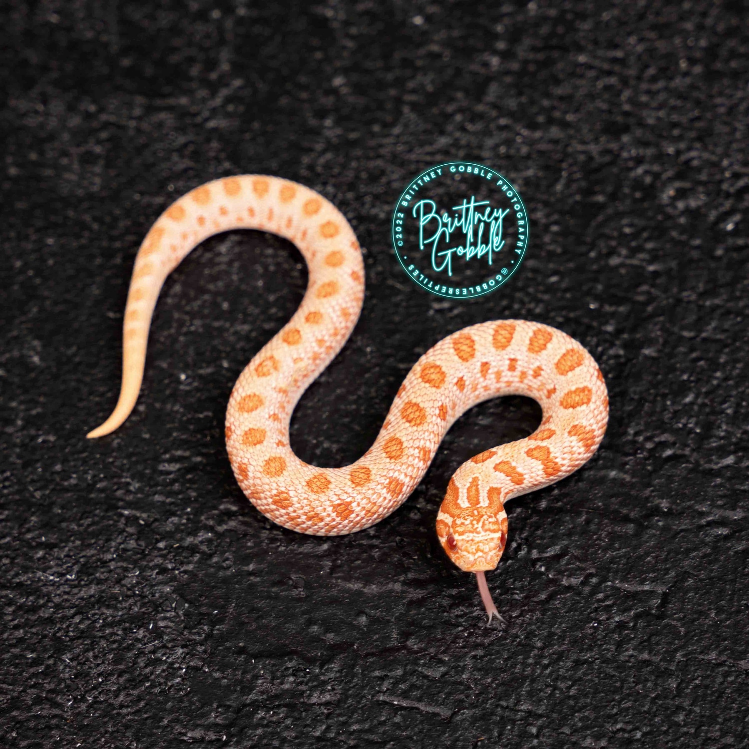 Arctic Anaconda Albino Het Snow(Het Axanthic) HN220627M2 Western ...