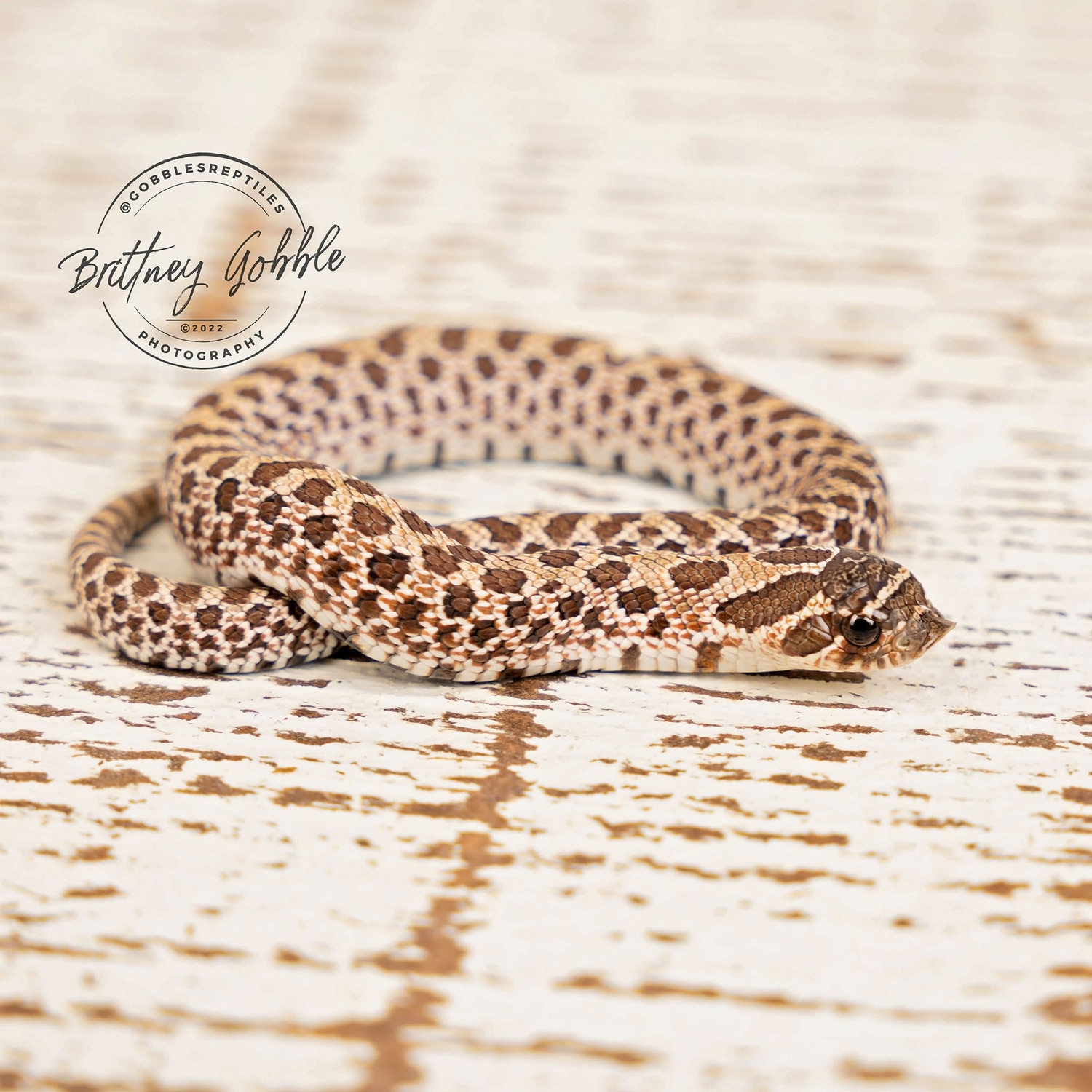 Normal DH Snow(Axanthic/Albino) HN220627F9 Western Hognose by Gobble’s ...
