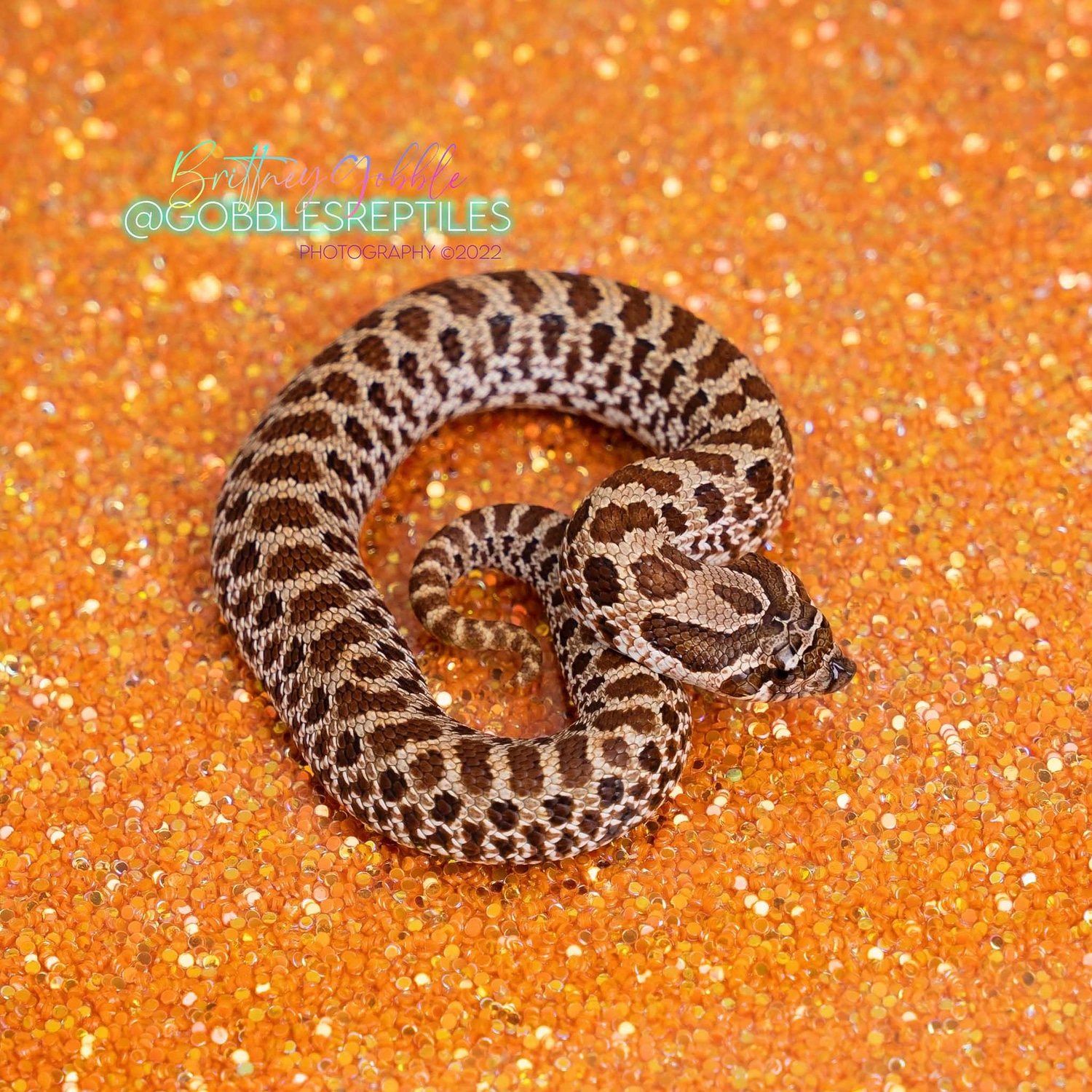 DH True Hypo/Sable Classic HN220912F1 Western Hognose by Gobble’s ...
