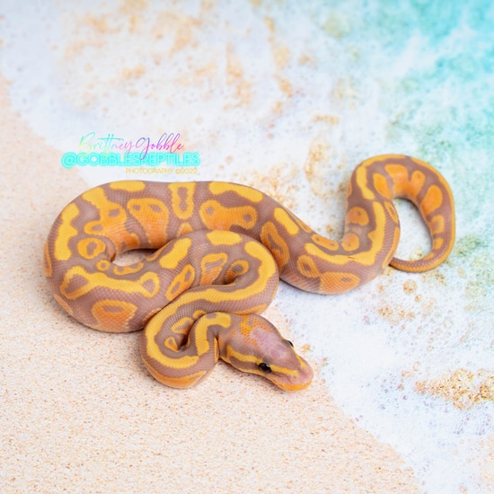 Banana Jedi Female Maker BP220921M2 Ball Python by Gobble’s Reptiles