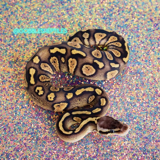 Stranger Pastel Het Paint Ph Clown BP220924F2 Ball Python by Gobble’s ...