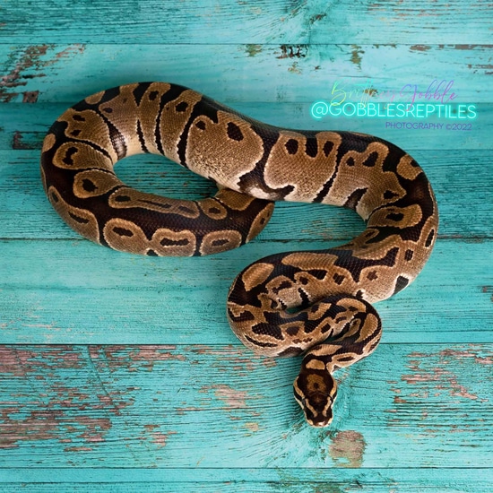 Mario Het Desert Ghost Proven BP18MHDGM Ball Python by Gobble’s Reptiles