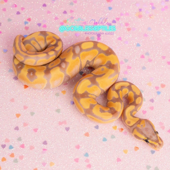 Banana Enchi Jedi BP220921F3 Ball Python by Gobble’s Reptiles
