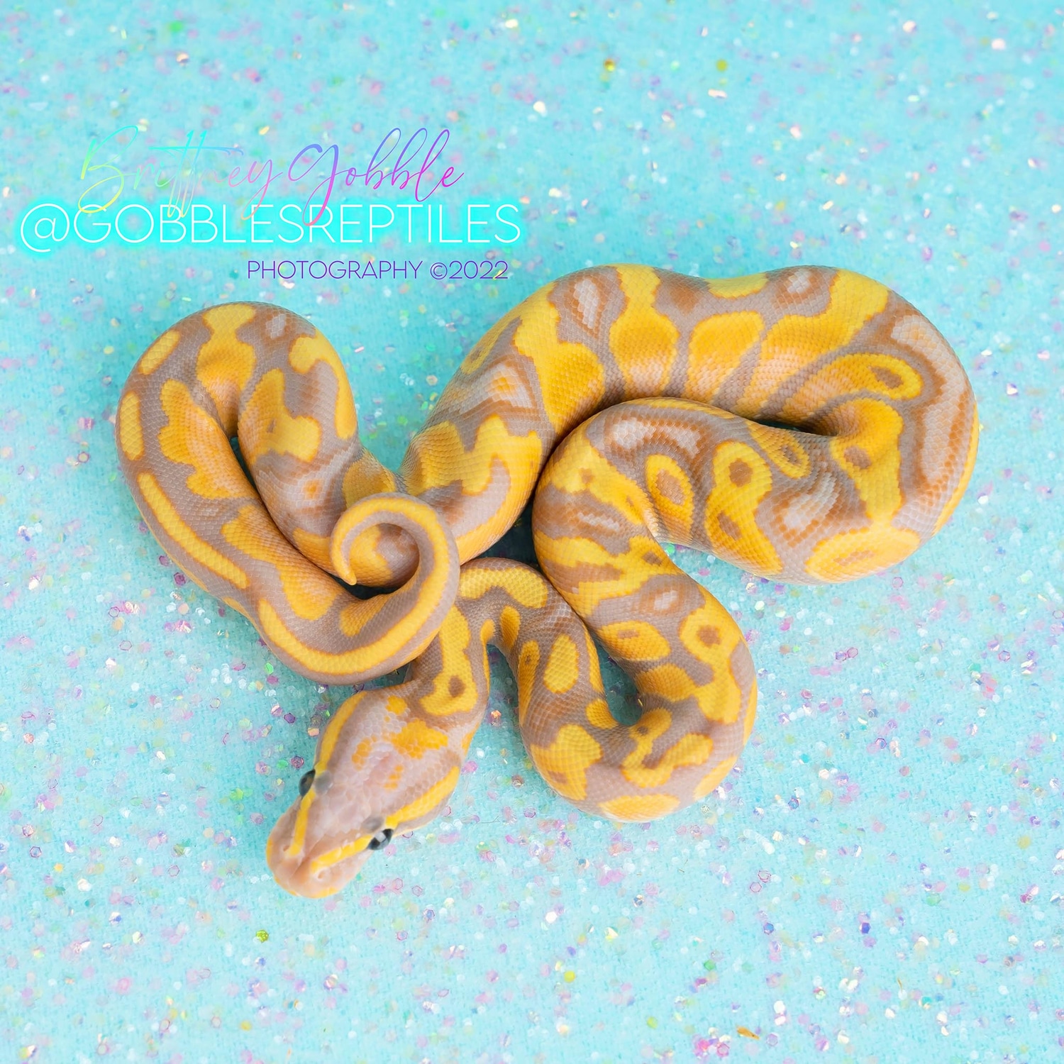 Banana Grim Enchi Jedi Female Maker BP220921M4 Ball Python by Gobble’s ...