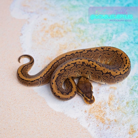 Trident Pinstripe 50% Het Clown BP221028F2 Ball Python by Gobble’s Reptiles