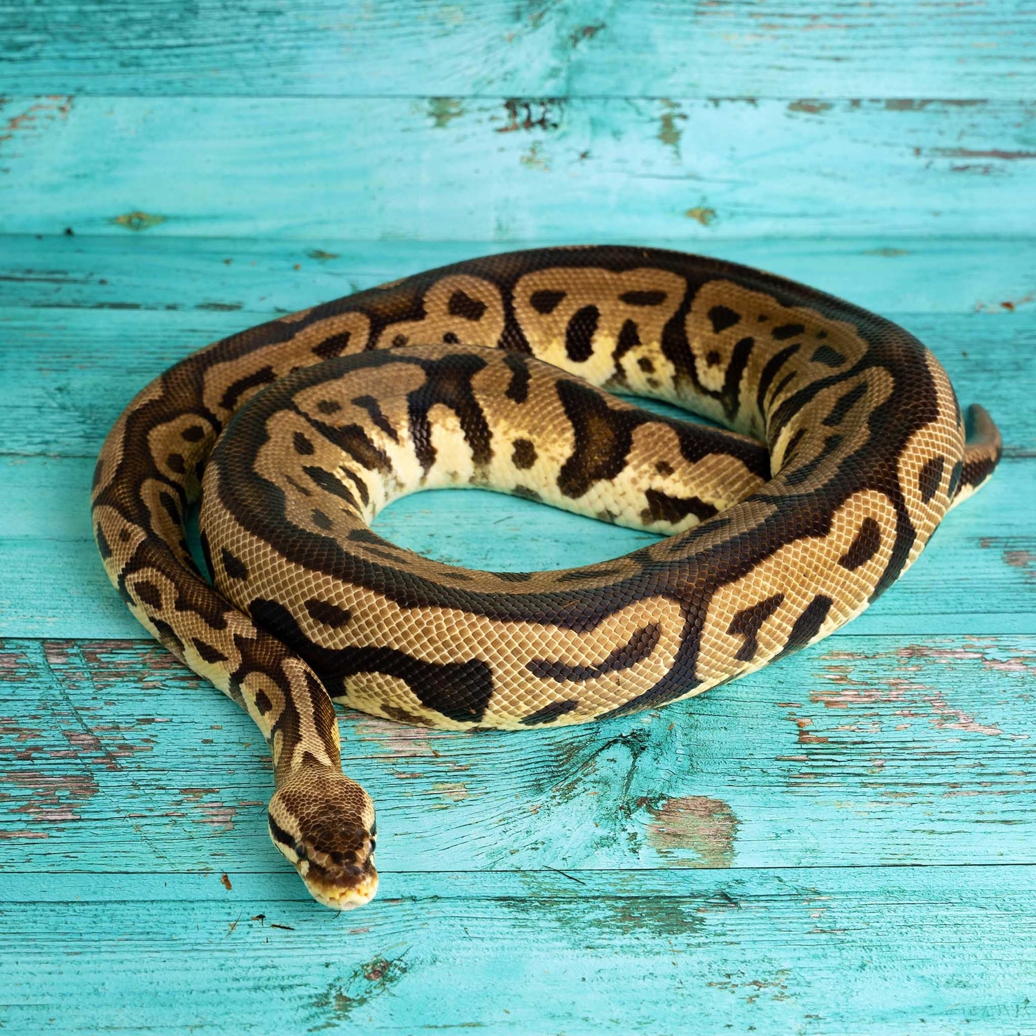 Leopard Pastel Het Pied Proven Breeder Female 16PLF Ball Python by ...
