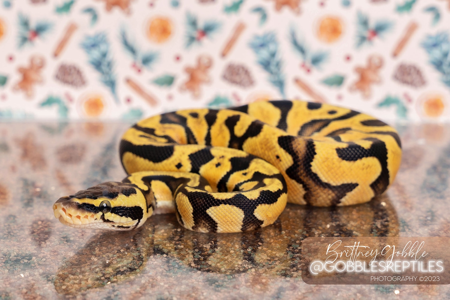 Asphalt Enchi Pastel BP221102F2 Ball Python by Gobble’s Reptiles ...