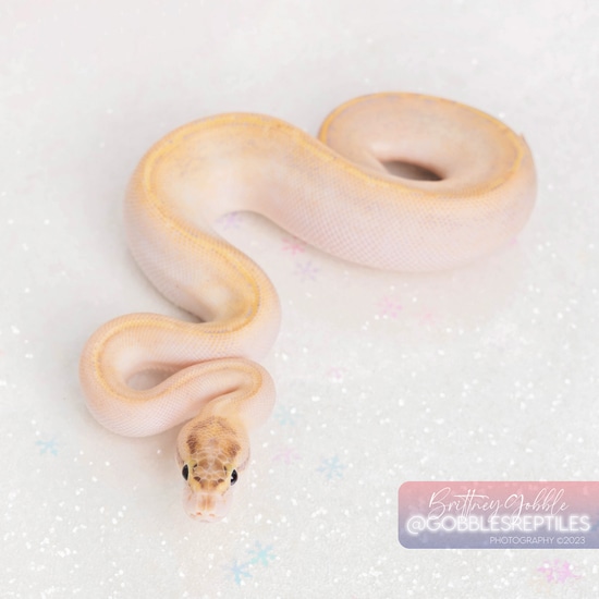 Ivory Het Paint BP221121M1 Ball Python by Gobble’s Reptiles