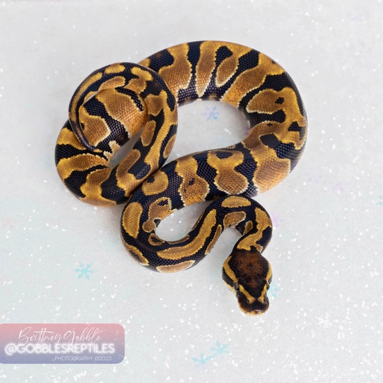 NR Mandarin Enchi BP221102M5 Ball Python by Gobble’s Reptiles