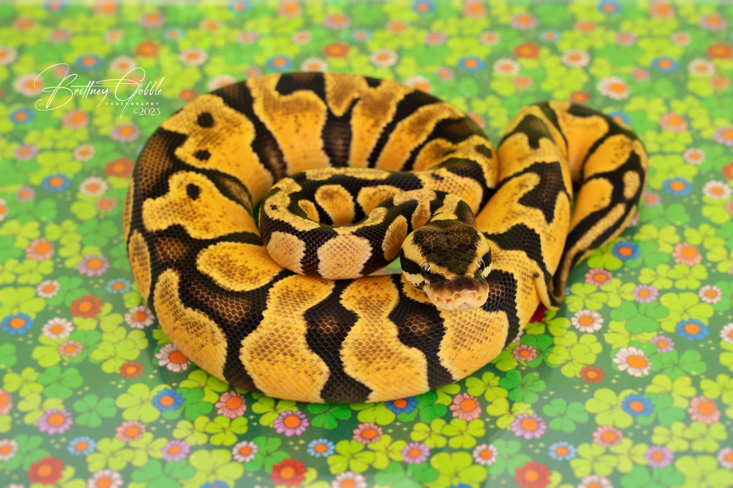 NR Mandarin Enchi Pastel BP221102M2 Ball Python by Gobble’s Reptiles ...