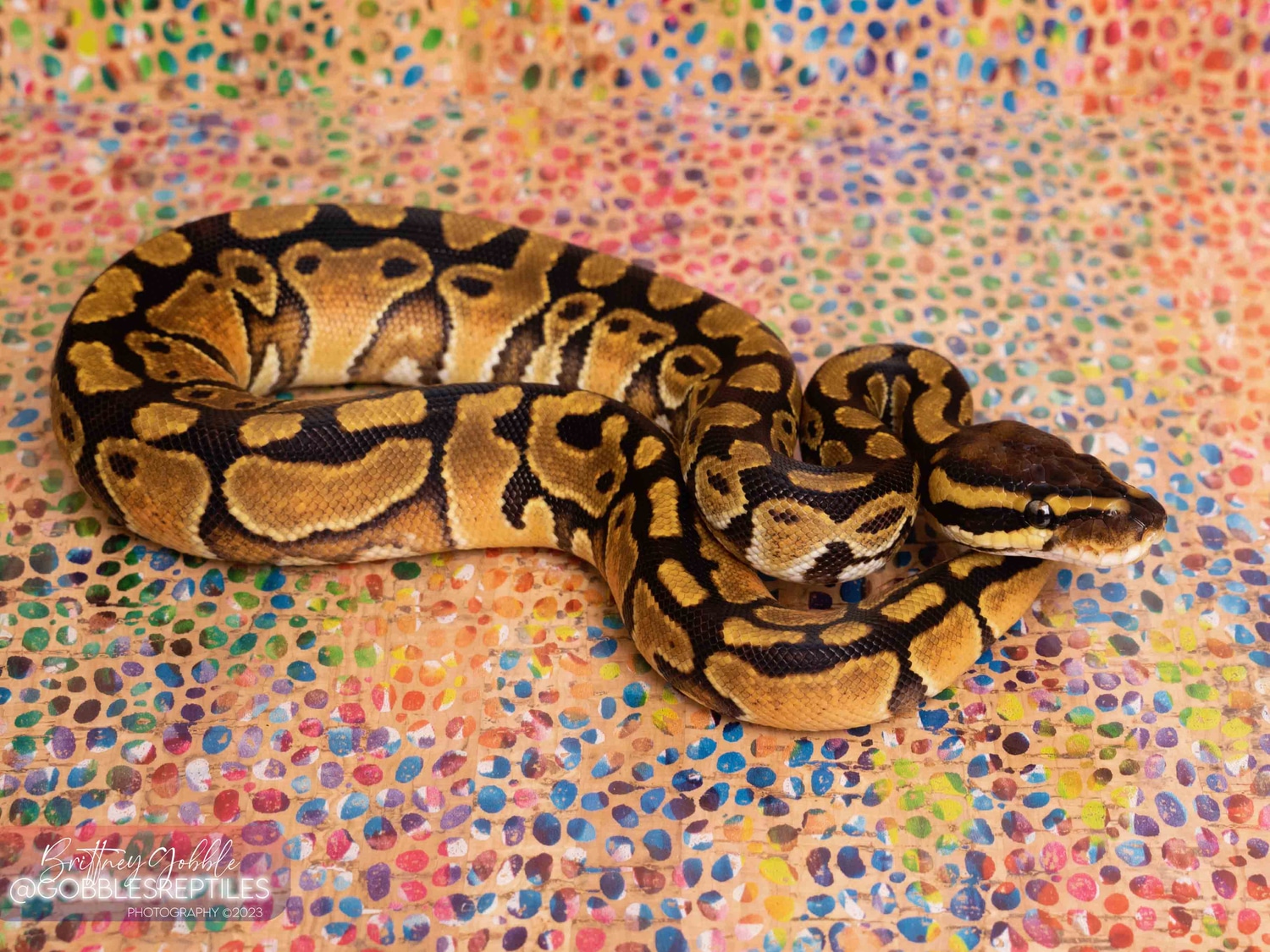 Fire DH TSK Axanthic/Monsoon BP230414F2 Ball Python by Gobble’s ...