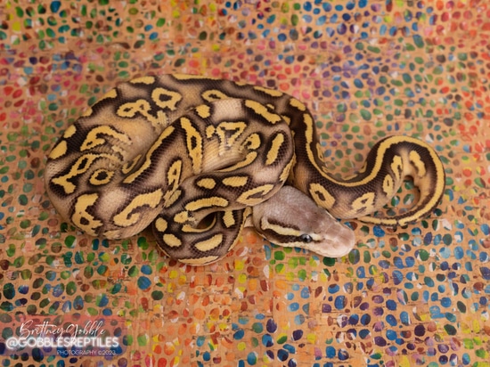 Super Pastel Mojave Fire DH TSK Axanthic/Monsoon BP230414M1 Ball Python ...