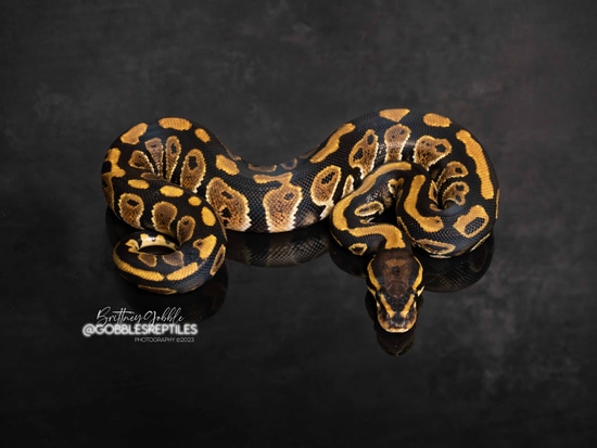 Grim Het Clown BP230427M7DD Ball Python by Gobble’s Reptiles