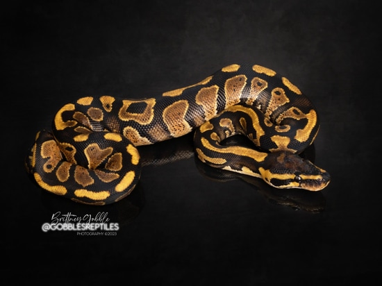 Grim YellowBelly Het Clown BP230427M4 Ball Python by Gobble’s Reptiles