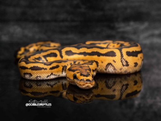 Grim YellowBelly Clown BP230427M2 Ball Python by Gobble’s Reptiles