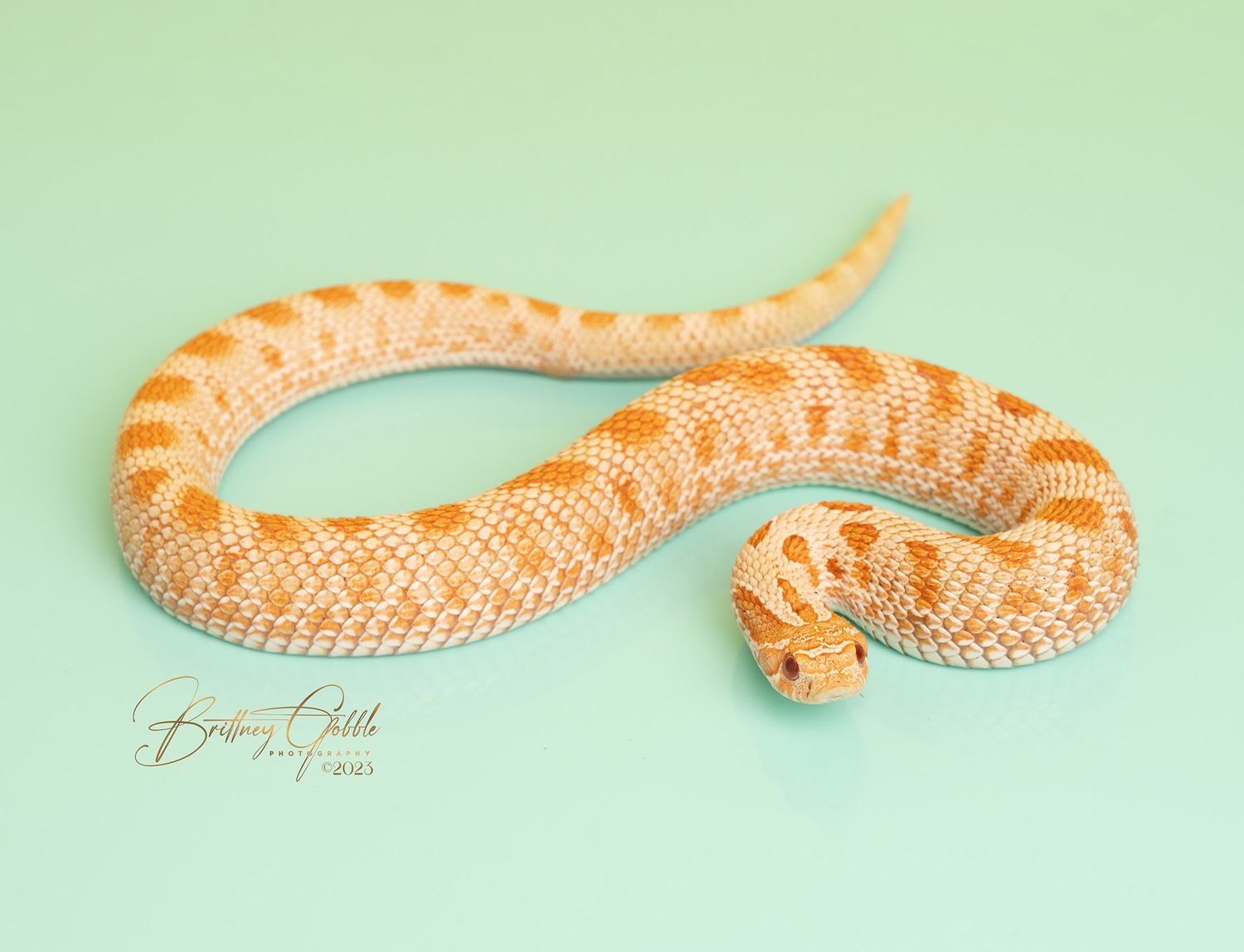 Arctic Anaconda Albino Het Snow(Het Axanthic) HN220627M3 Western ...