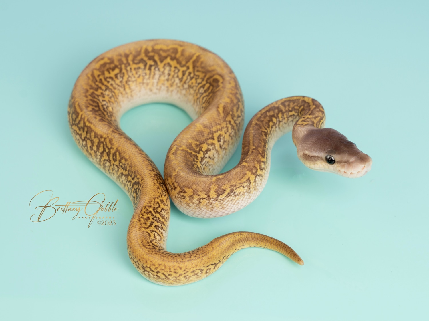 Monsoon Mojave Pastel BP230623F2 Ball Python by Gobble’s Reptiles ...