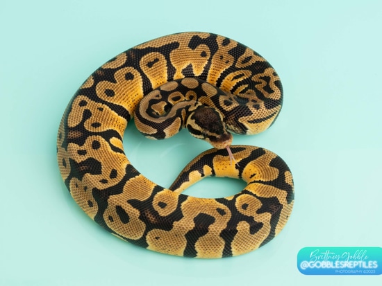 Pastel NR Mandarin BP221102M4 Ball Python by Gobble’s Reptiles