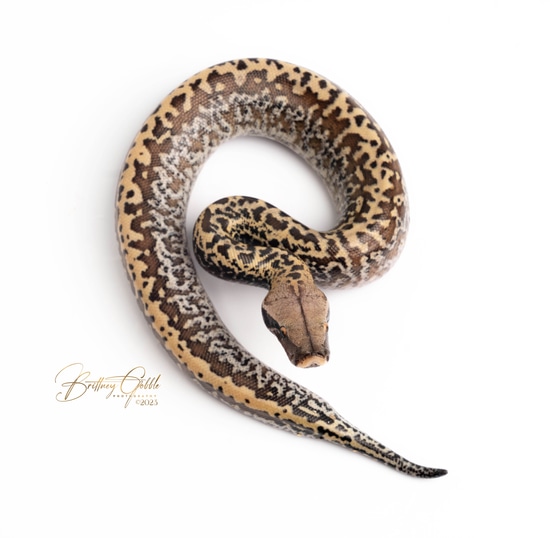 Batik Het T Positive Albino Blood Python by Gobble’s Reptiles