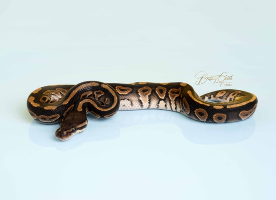 Chocolate Cinnamon 66% Het Clown Ball Python by Gobble’s Reptiles