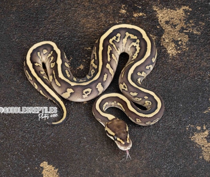 Monsoon Mojave Pastel BP230623F2 Ball Python by Gobble’s Reptiles ...