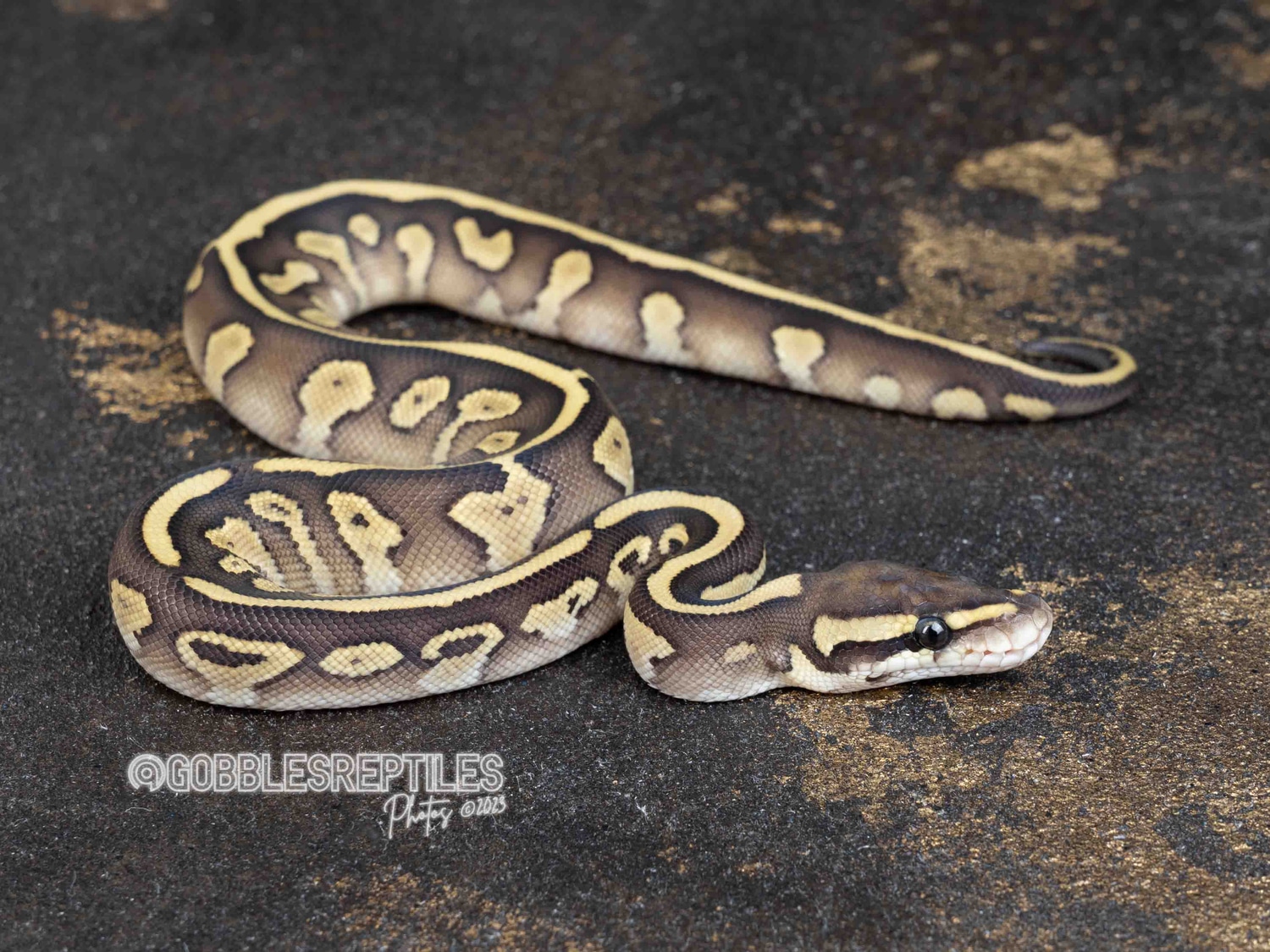 Hetari Lesser Ball Python by Gobble’s Reptiles - MorphMarket