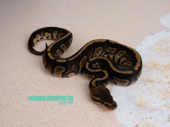 Stranger Het Enhancer 50% DH Clown/G-Stripe Ball Python by Gobble’s ...