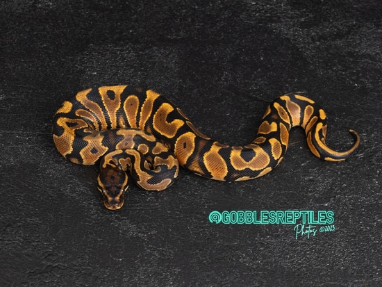 Smoke YellowBelly Orange Dream Ph Clown Ball Python by Gobble’s Reptiles