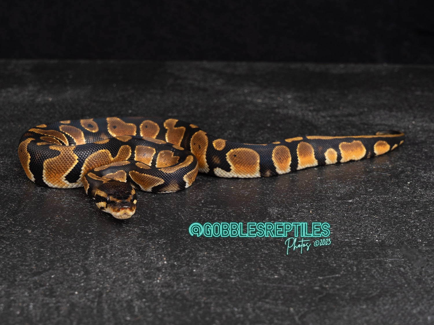 Smoke Orange Dream Ph Clown Ball Python by Gobble’s Reptiles - MorphMarket