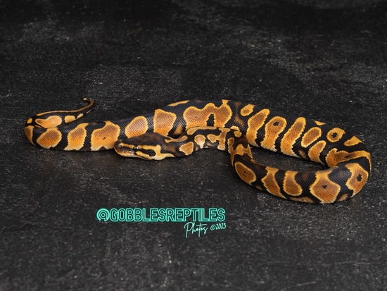 Smoke Orange Dream YellowBelly Ph Clown Ball Python by Gobble’s Reptiles