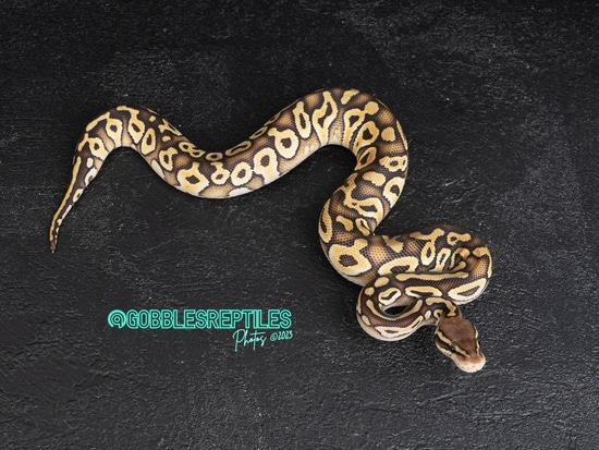 Mojave Pastel Het Monsoon BP230623F6 Ball Python by Gobble’s Reptiles