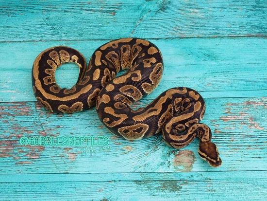 Jedi Grim Het Clown Ball Python by Gobble’s Reptiles