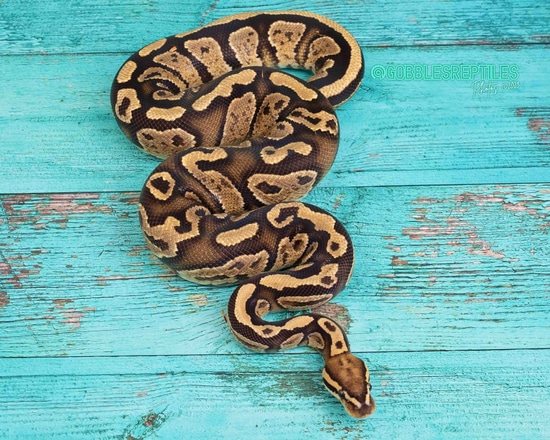 Fire Grim Jedi Het Clown Ball Python by Gobble’s Reptiles