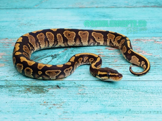 Striker Ball Python by Gobble’s Reptiles