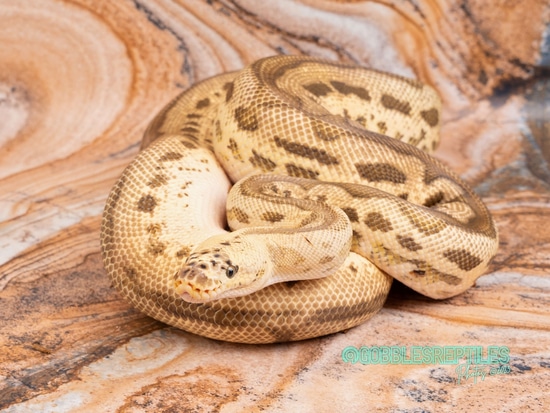 Fire Pastel Leopard Clown-Proven Ball Python by Gobble’s Reptiles