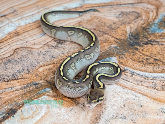 Stranger Butter Ph Clown Ball Python by Gobble’s Reptiles