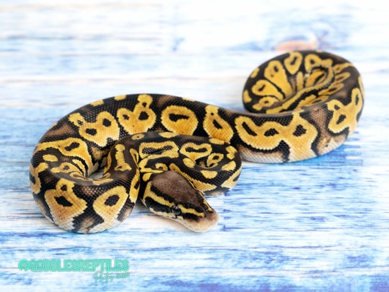 Pastel Het Monsoon Ball Python by Gobble’s Reptiles